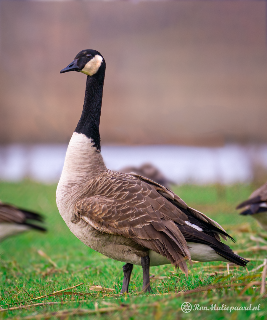 Ik zie je wel …! – Natuurblog van Ron Maliepaard