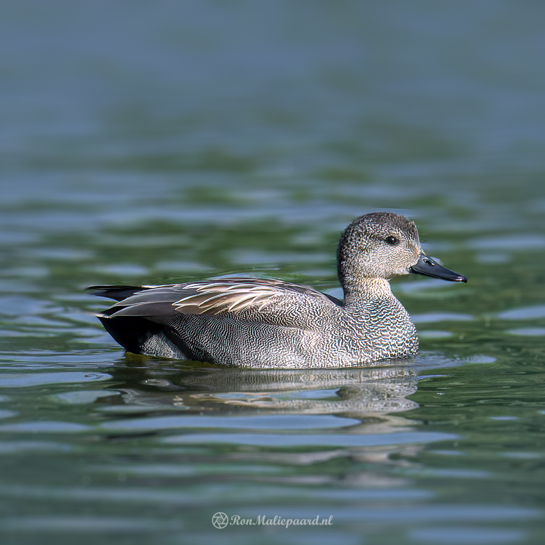 “Krak” zei de eend… – Natuurblog van Ron Maliepaard