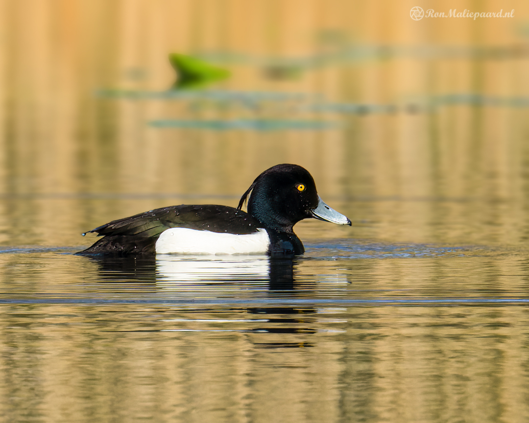 Een echte duiker… – Natuurblog van Ron Maliepaard