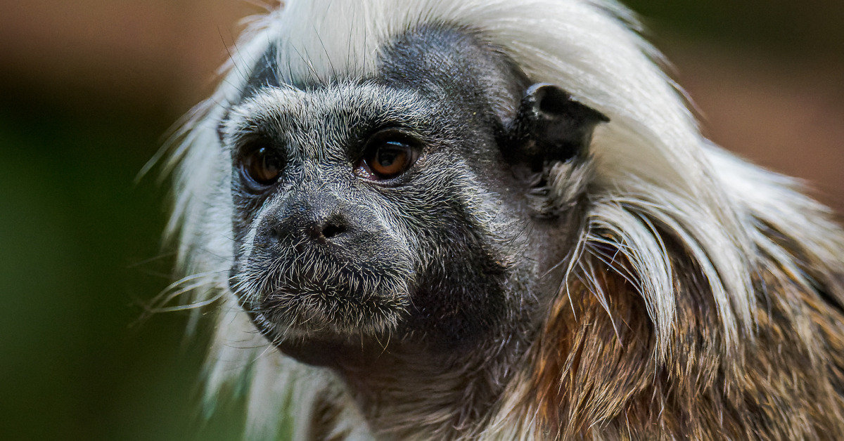 Onderdrukkers… – Natuurblog van Ron Maliepaard