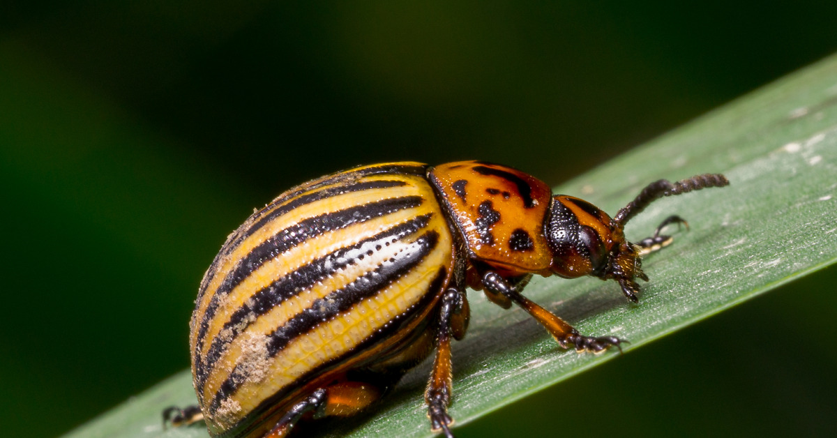 Beruchte plaaggeest… – Natuurblog van Ron Maliepaard