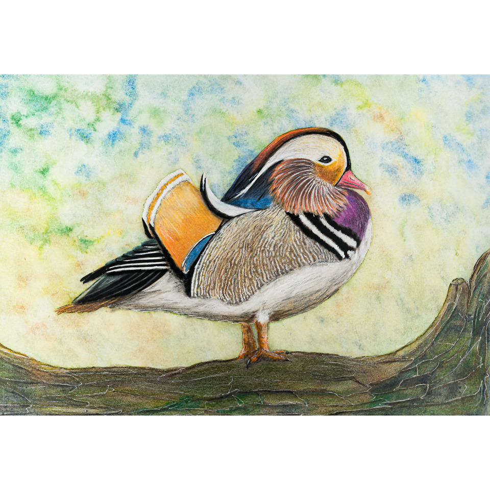 A wild duck of the Netherlands! – Natuurblog van Ron Maliepaard